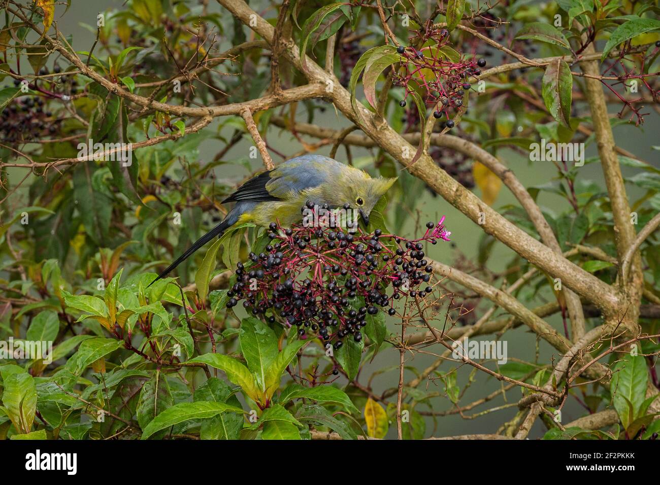 A Long-tailed Silky-Flycatcher, Ptilogonys caudatus, eating fuschia ...