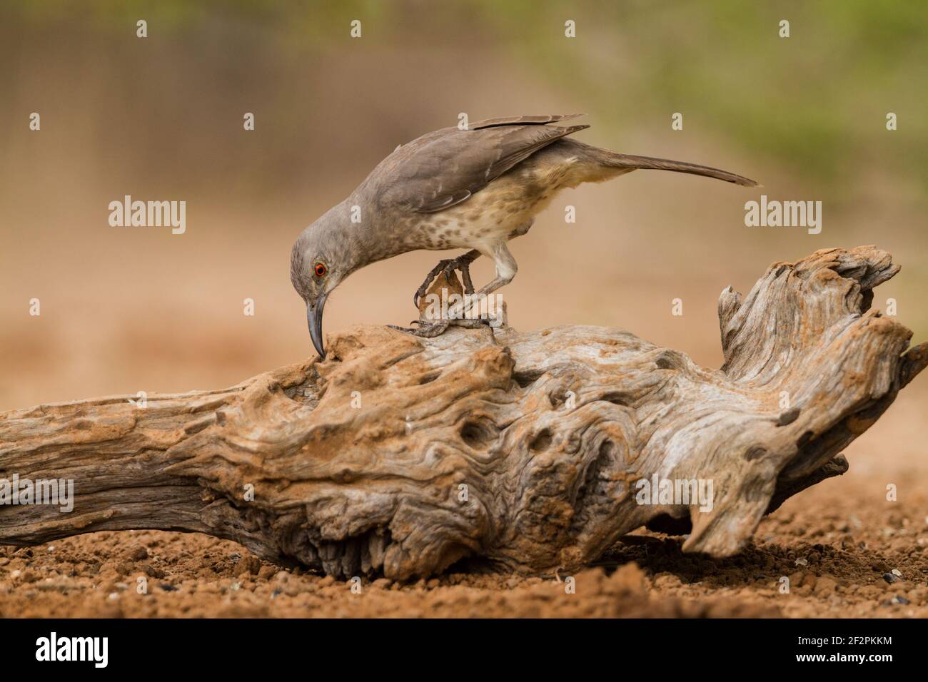 Small invertebrates hi-res stock photography and images - Alamy