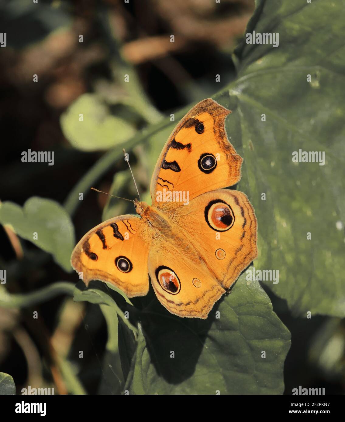 India most beautiful butterfly hi-res stock photography and images - Alamy