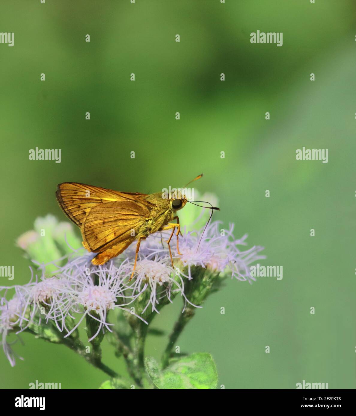 Rainforest butterflies hi-res stock photography and images - Alamy