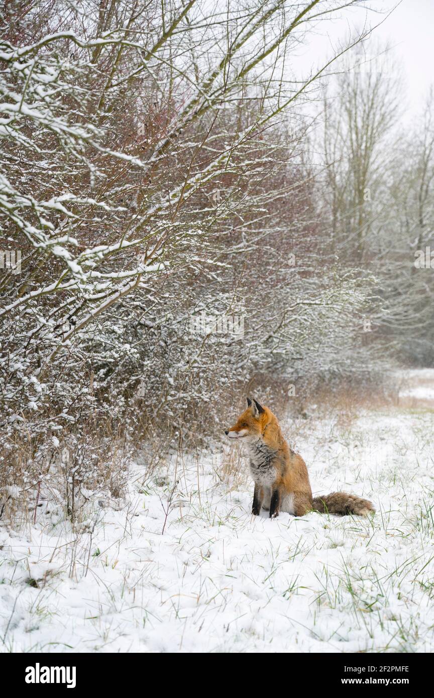 Fox on the edge of a hedge, winter, Hesse, Germany Stock Photo - Alamy