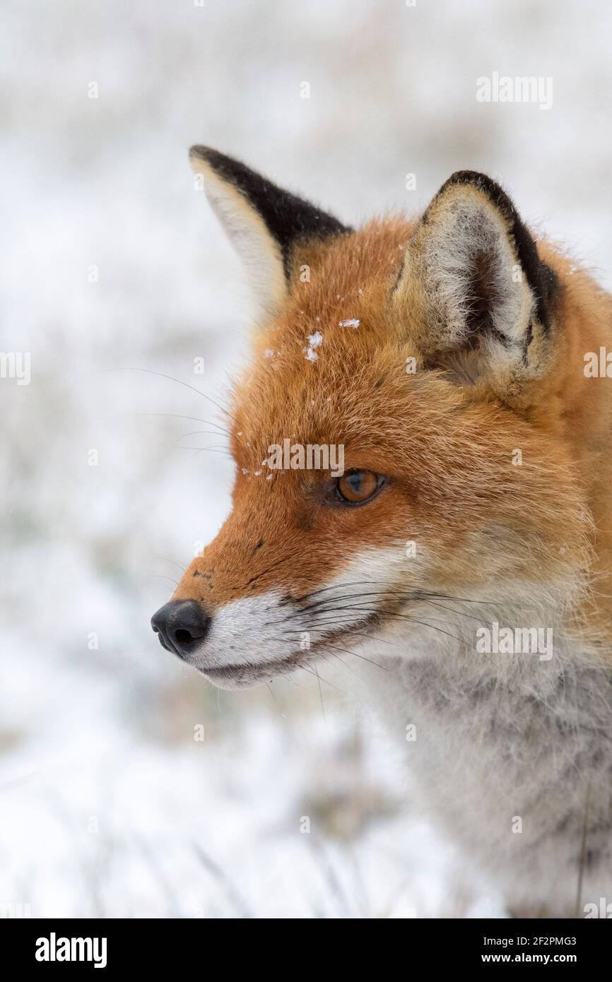 Head and shoulders portraits hi-res stock photography and images - Alamy