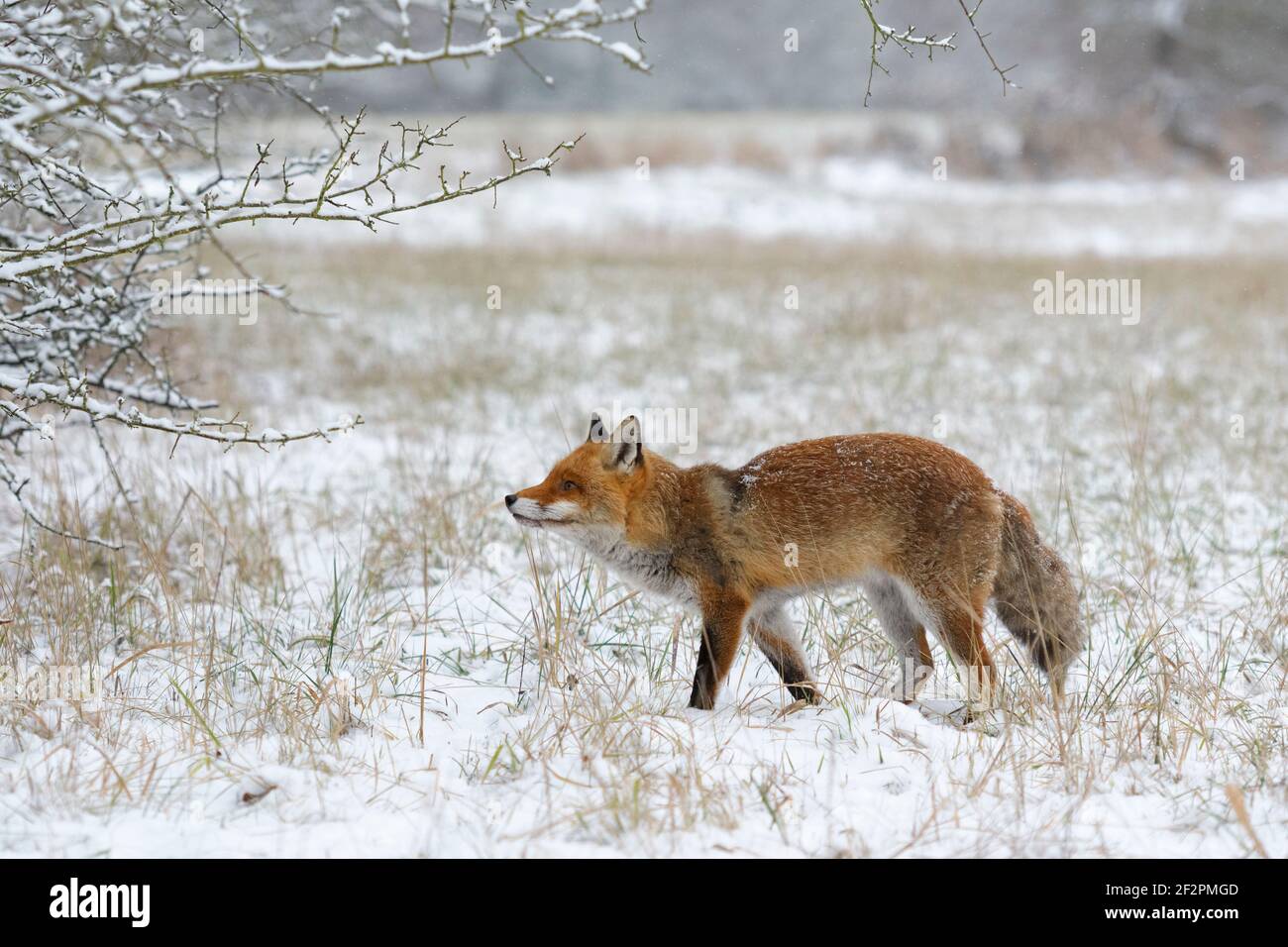 Red fox in a hedge hi-res stock photography and images - Alamy