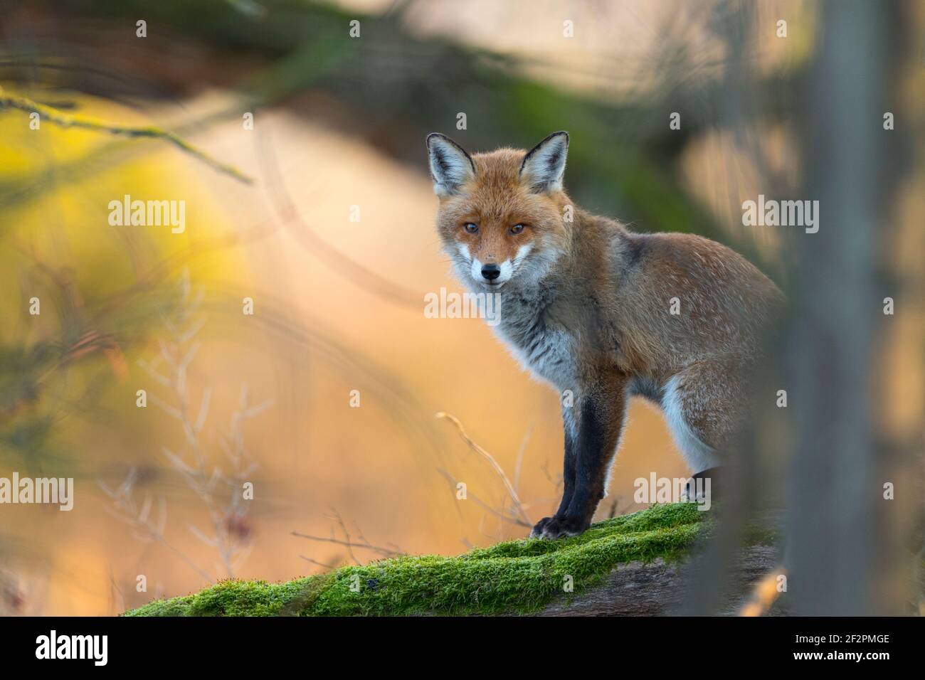 Seated fox hi-res stock photography and images - Alamy