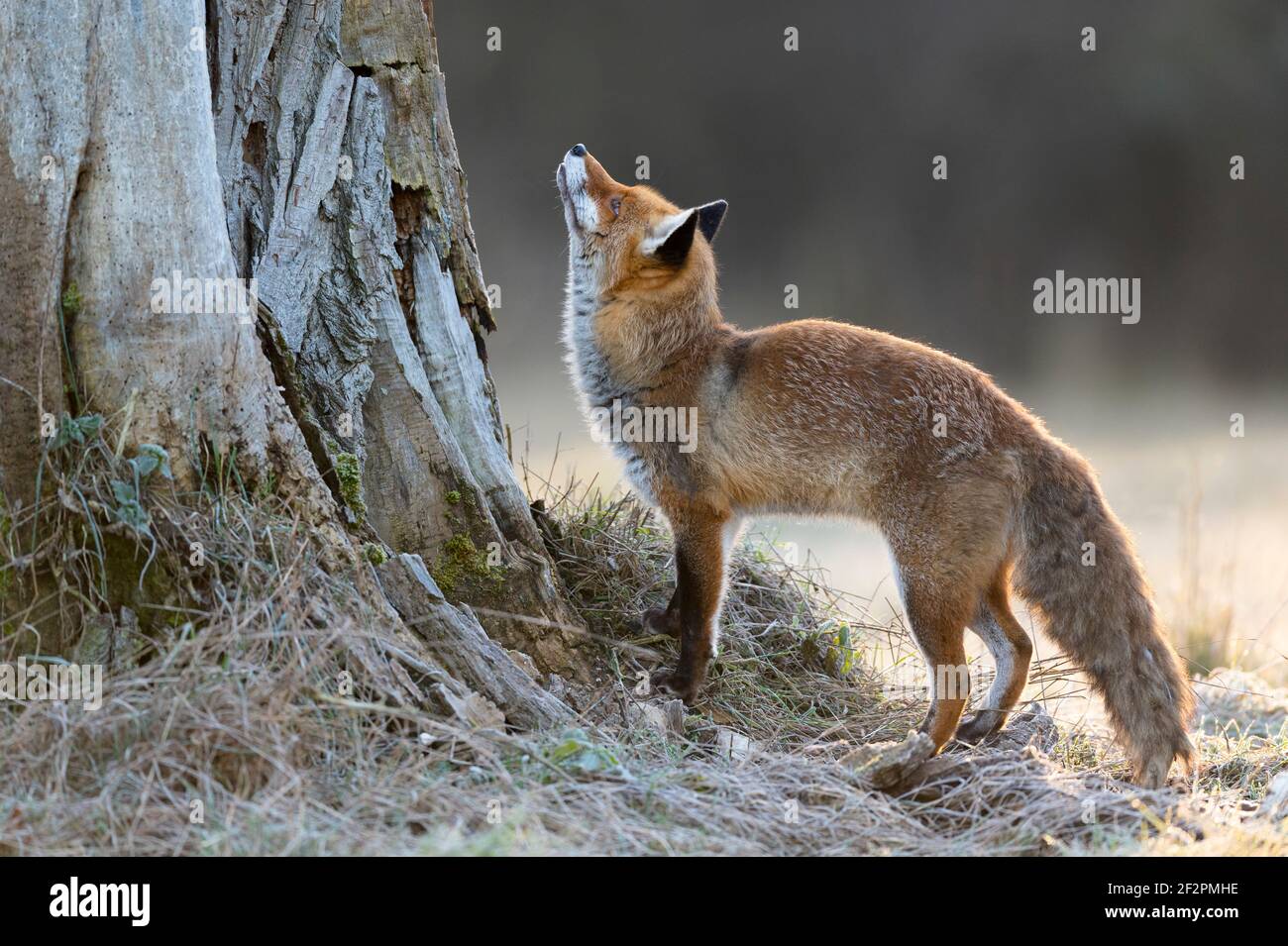 Ancient fauna hi-res stock photography and images - Alamy
