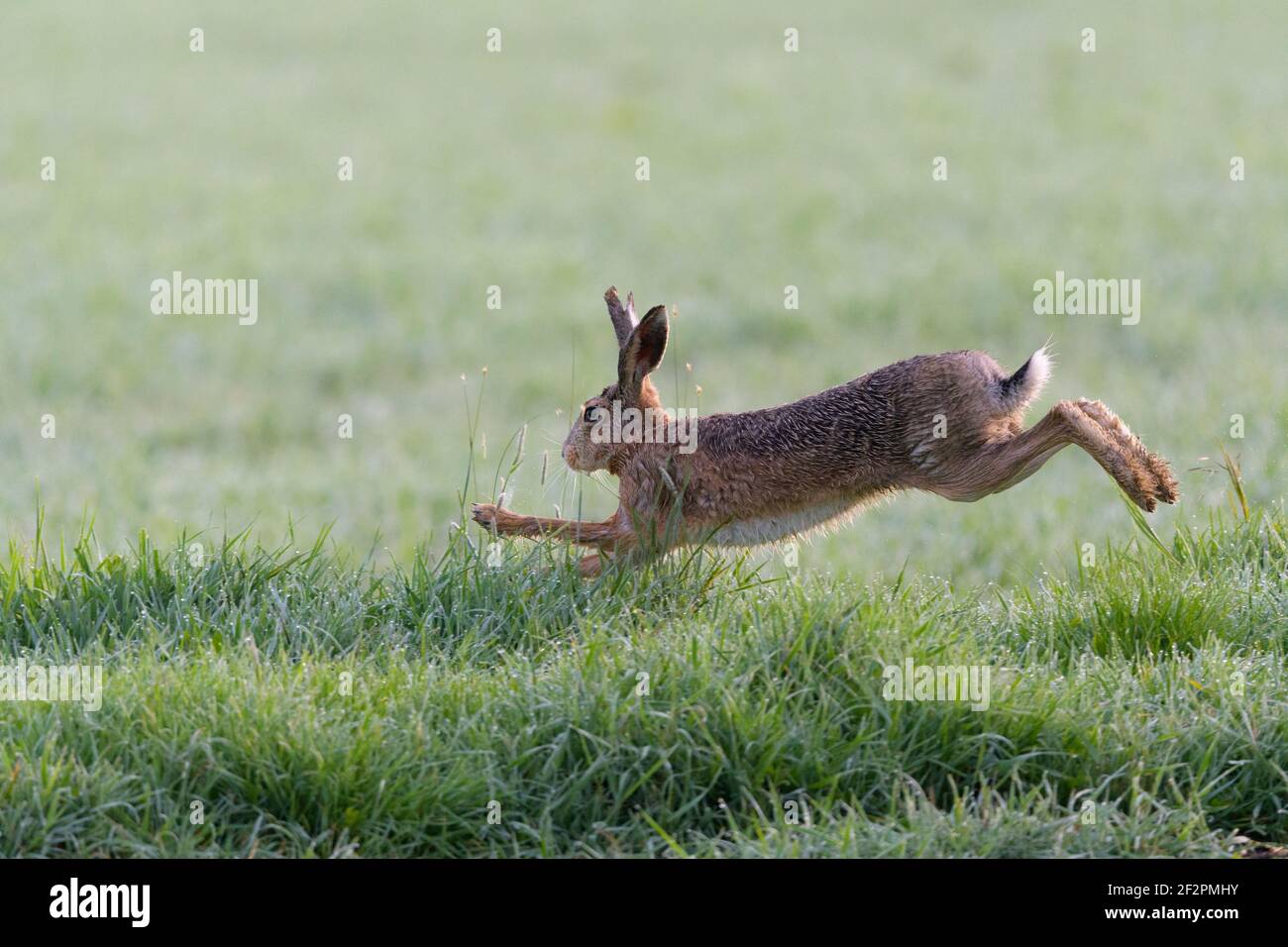 Leaping rabbit hi-res stock photography and images - Alamy