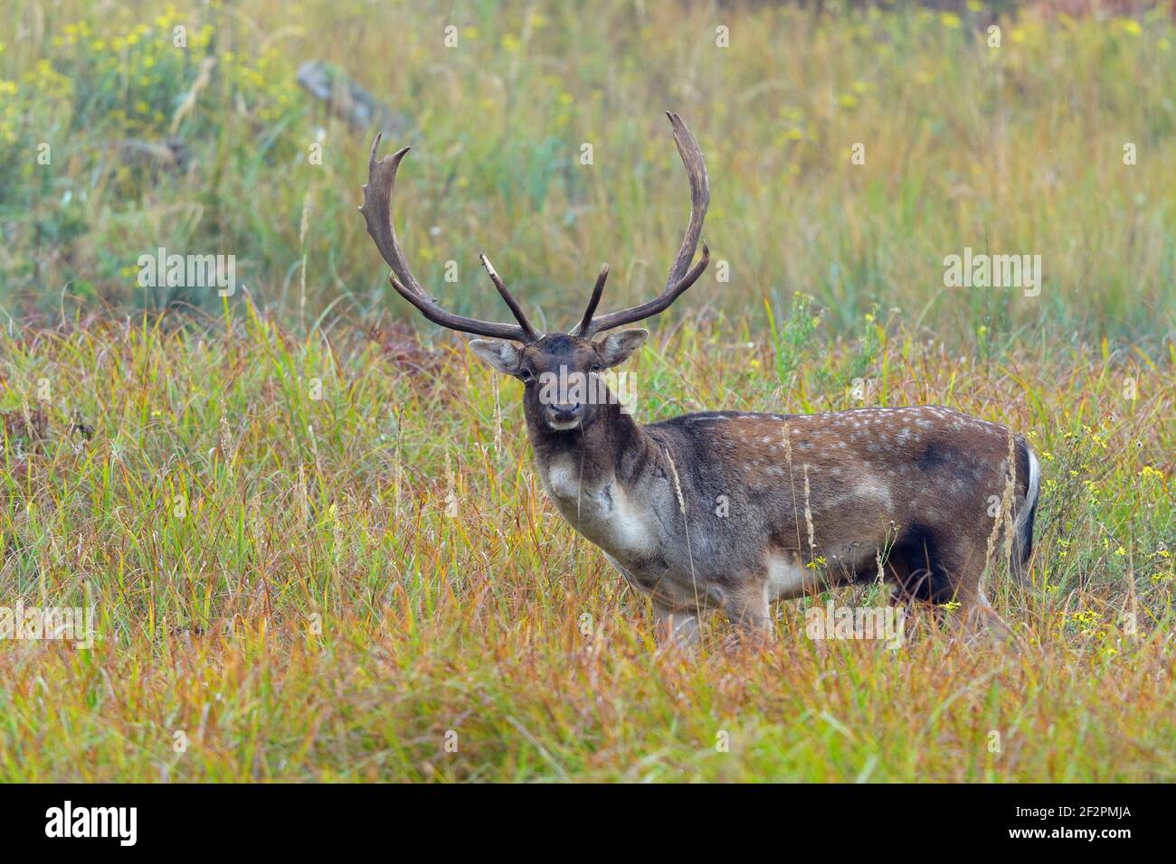 Deer free image hi-res stock photography and images - Alamy