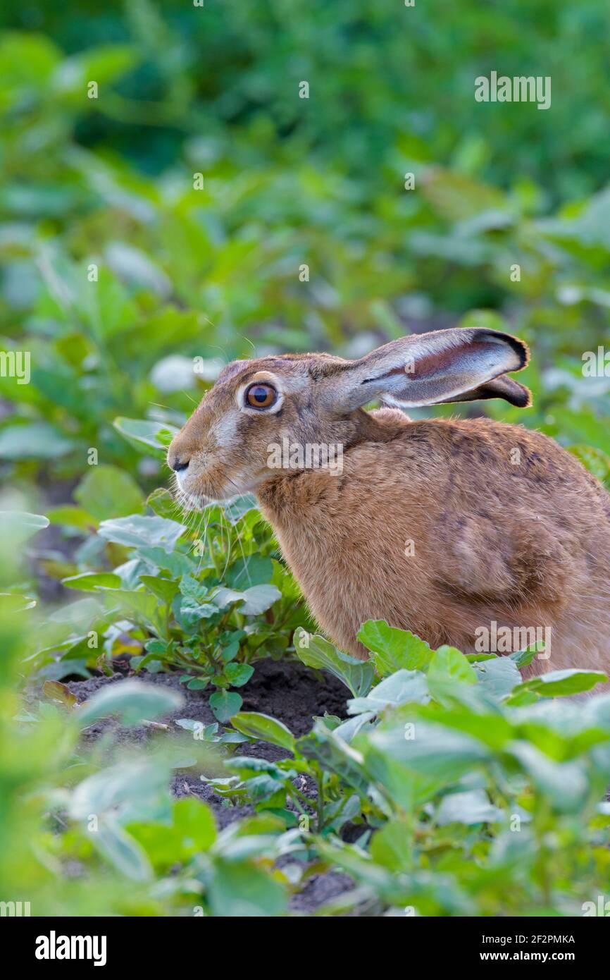Brown hare june hi-res stock photography and images - Alamy