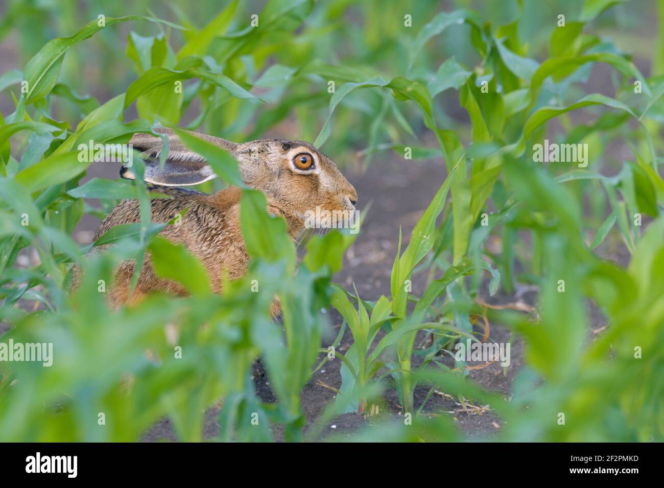 Brown hare in the corn field, June, Hesse, Germany Stock Photo - Alamy