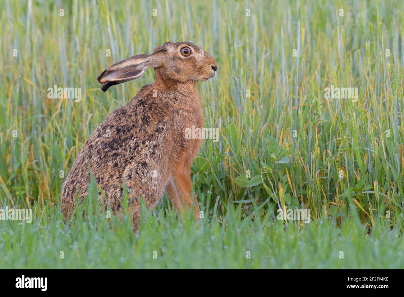 Seated hare hi-res stock photography and images - Alamy