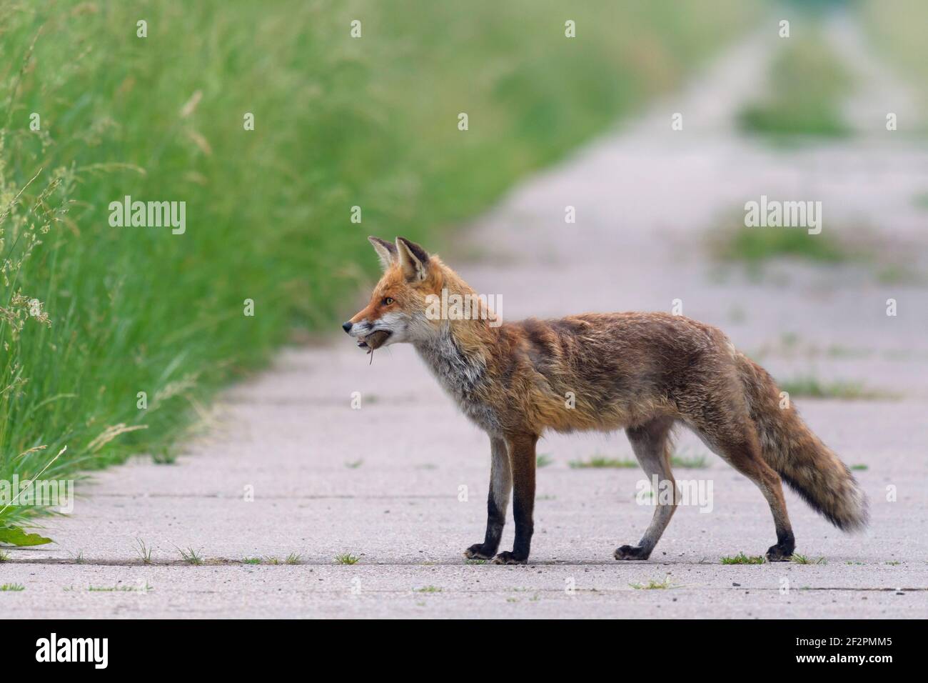 Fox with a mouse in its mouth on a path, June, Hesse, Germany Stock ...