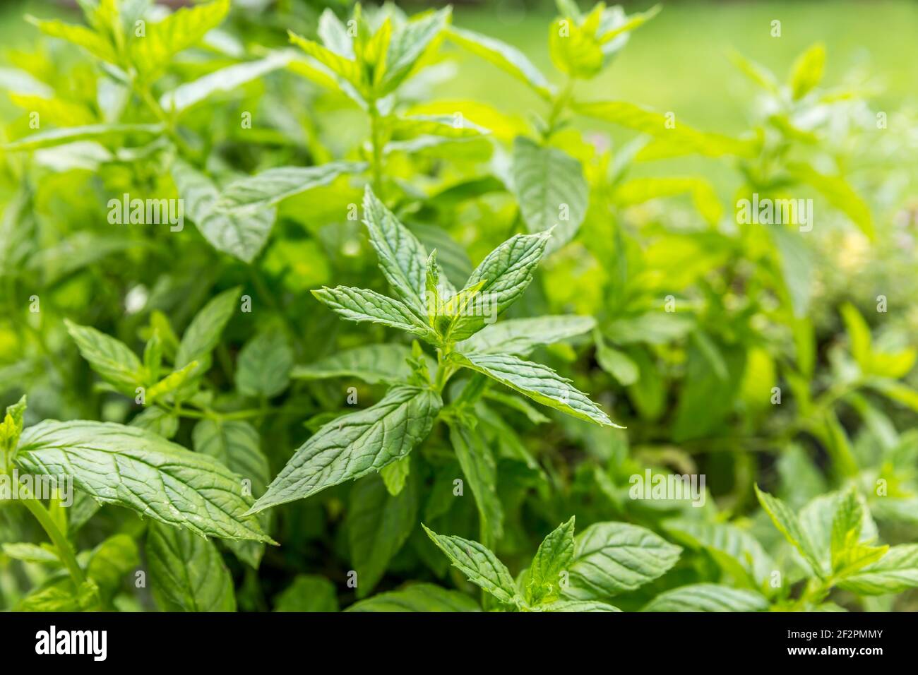 Peppermint in the garden, Ingolstadt, Bavaria, Germany, Europe Stock ...