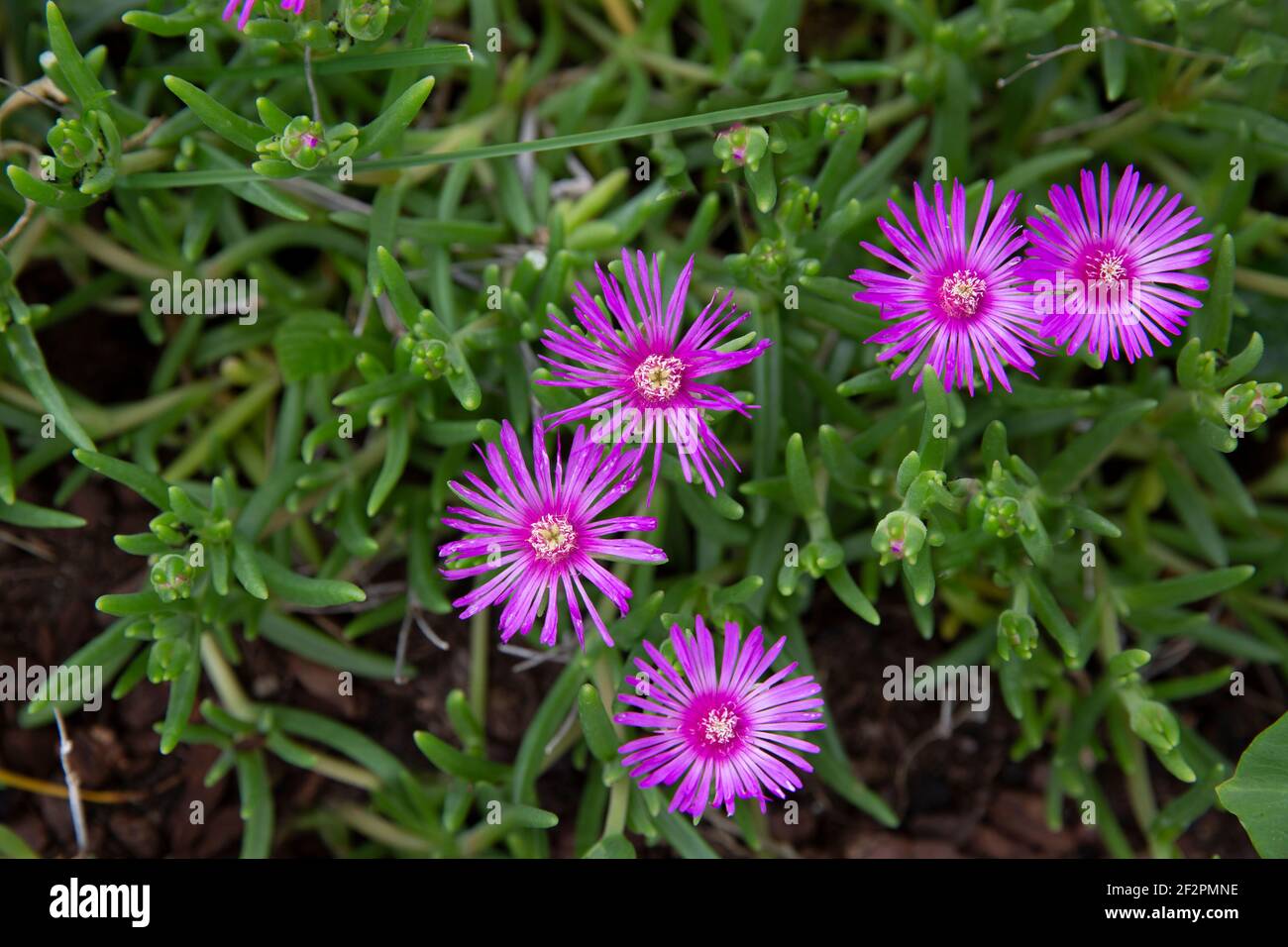 Ice plant in the garden, (Delosperma cooperi), Ingolstadt, Bavaria ...