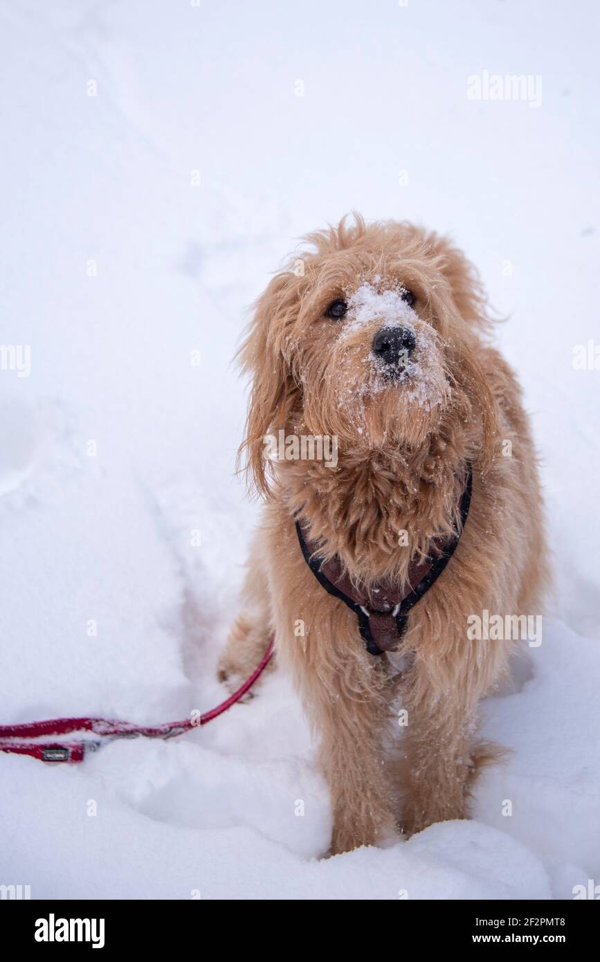 Little goldendoodle hi-res stock photography and images - Alamy