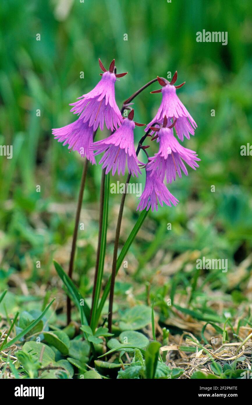 Soldanella alpina hi-res stock photography and images - Alamy