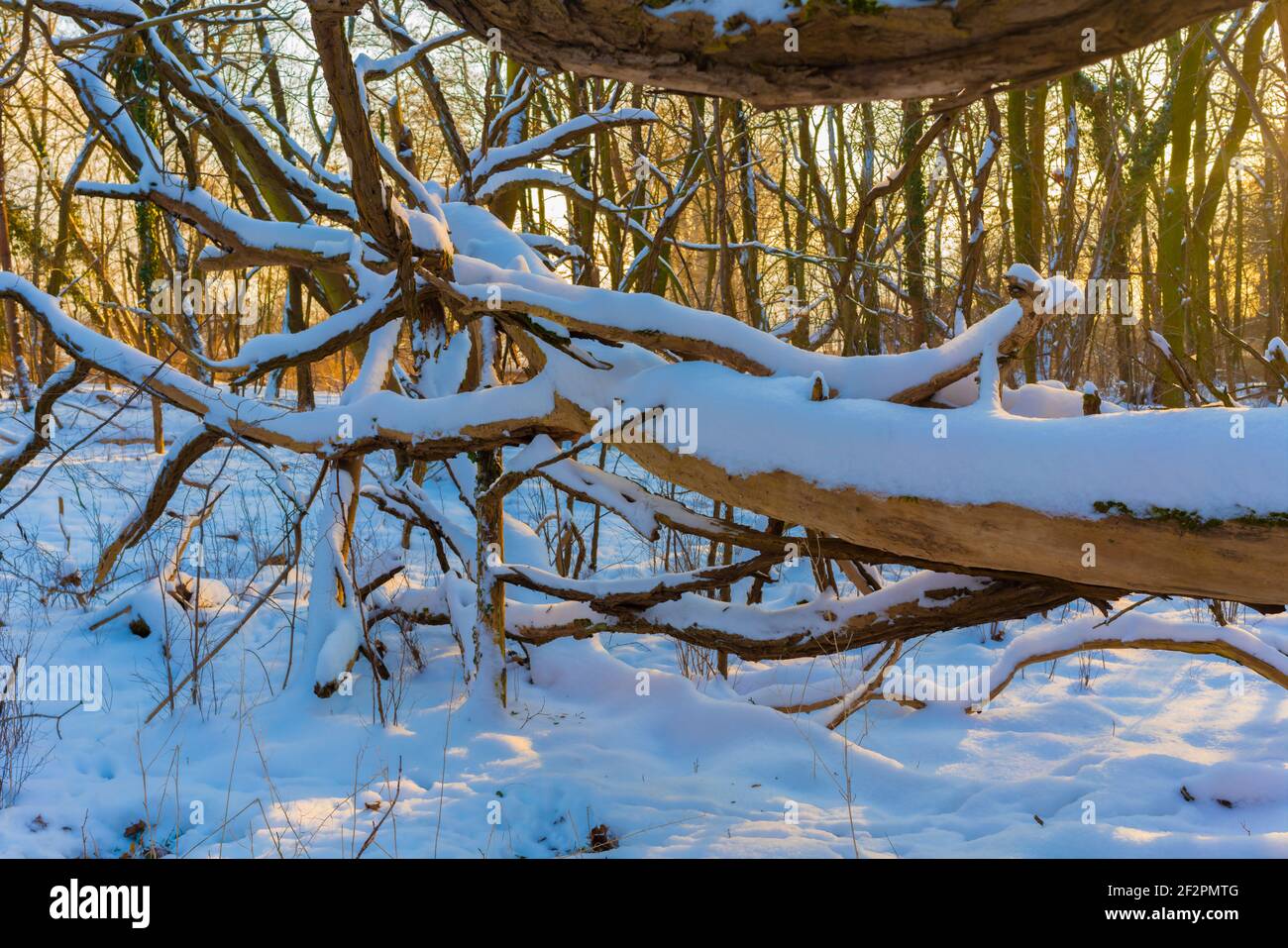 Deciduous forest in winter with lots of snow, dead overturned tree ...