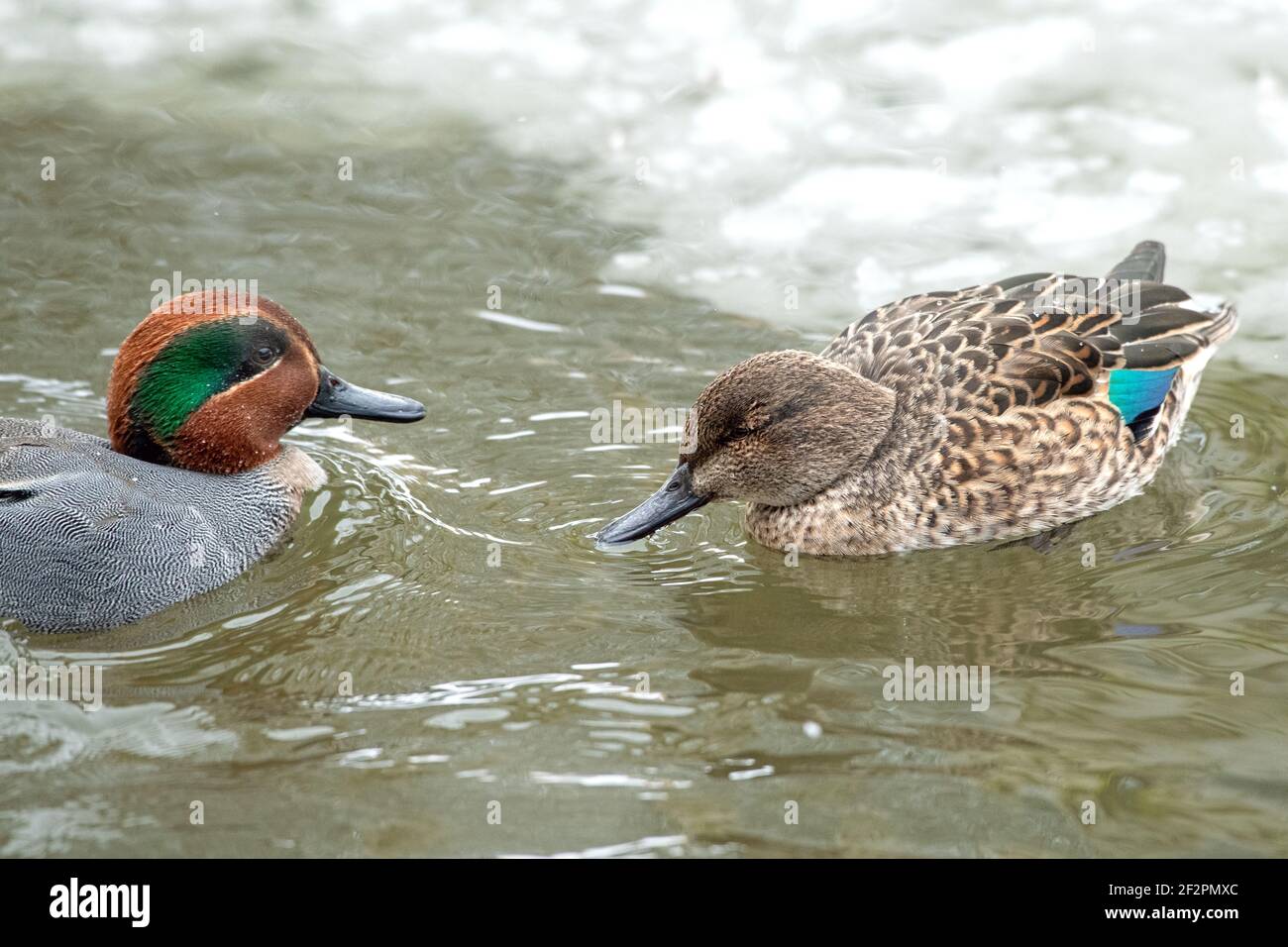 Little teal birds hi-res stock photography and images - Alamy