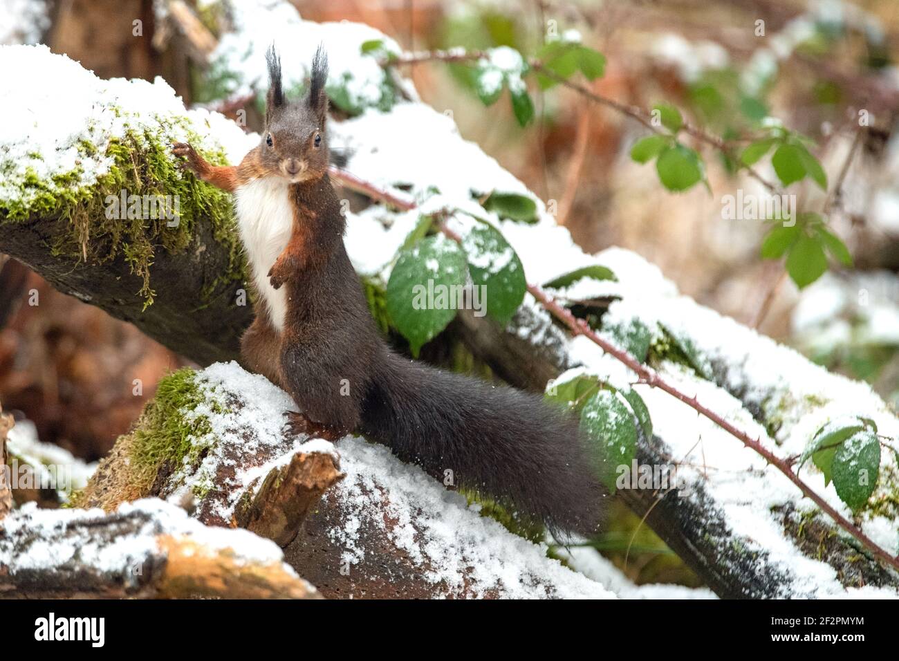 Squirrel in winter Stock Photo - Alamy