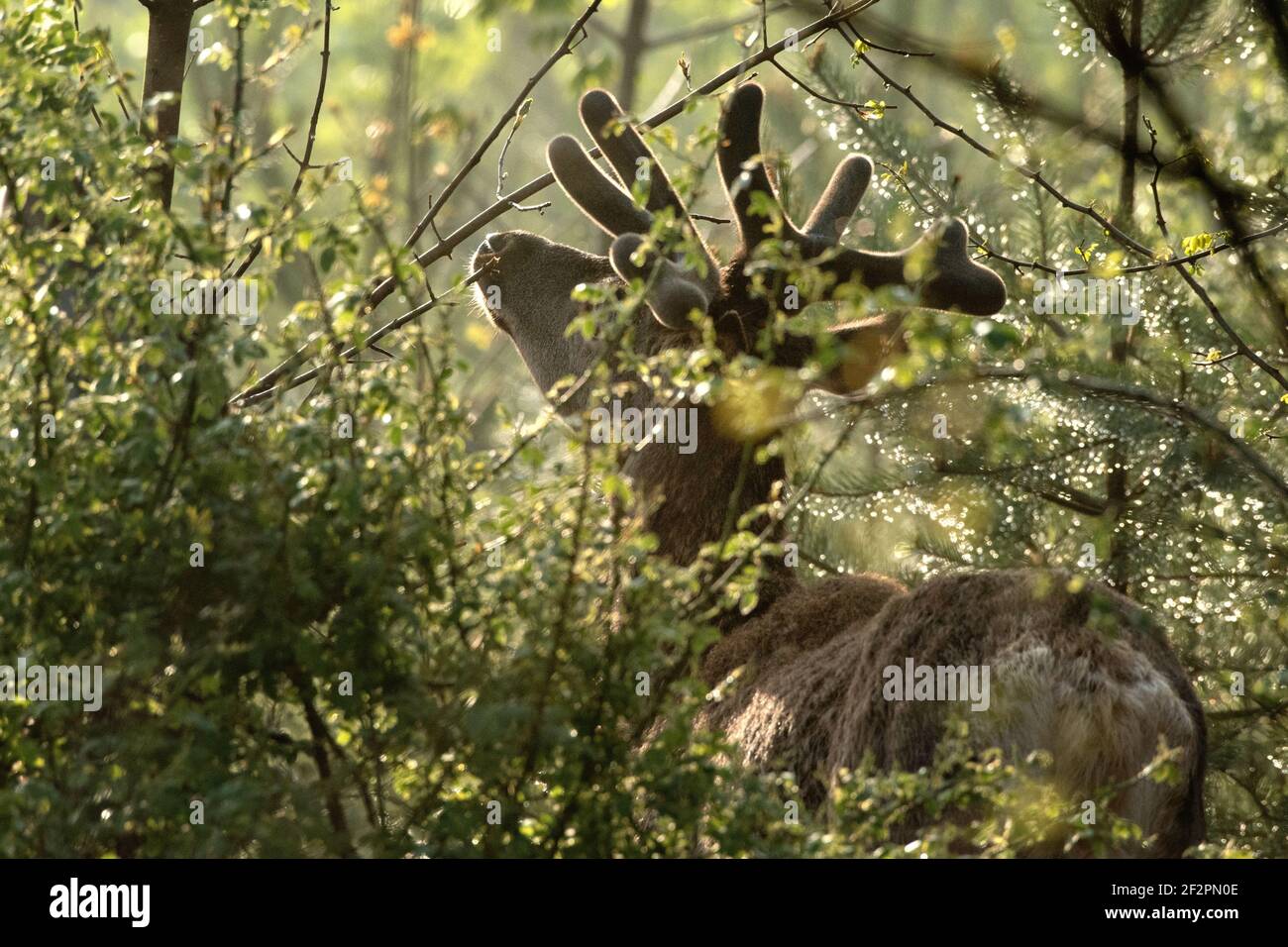 Deer in spring Stock Photo - Alamy