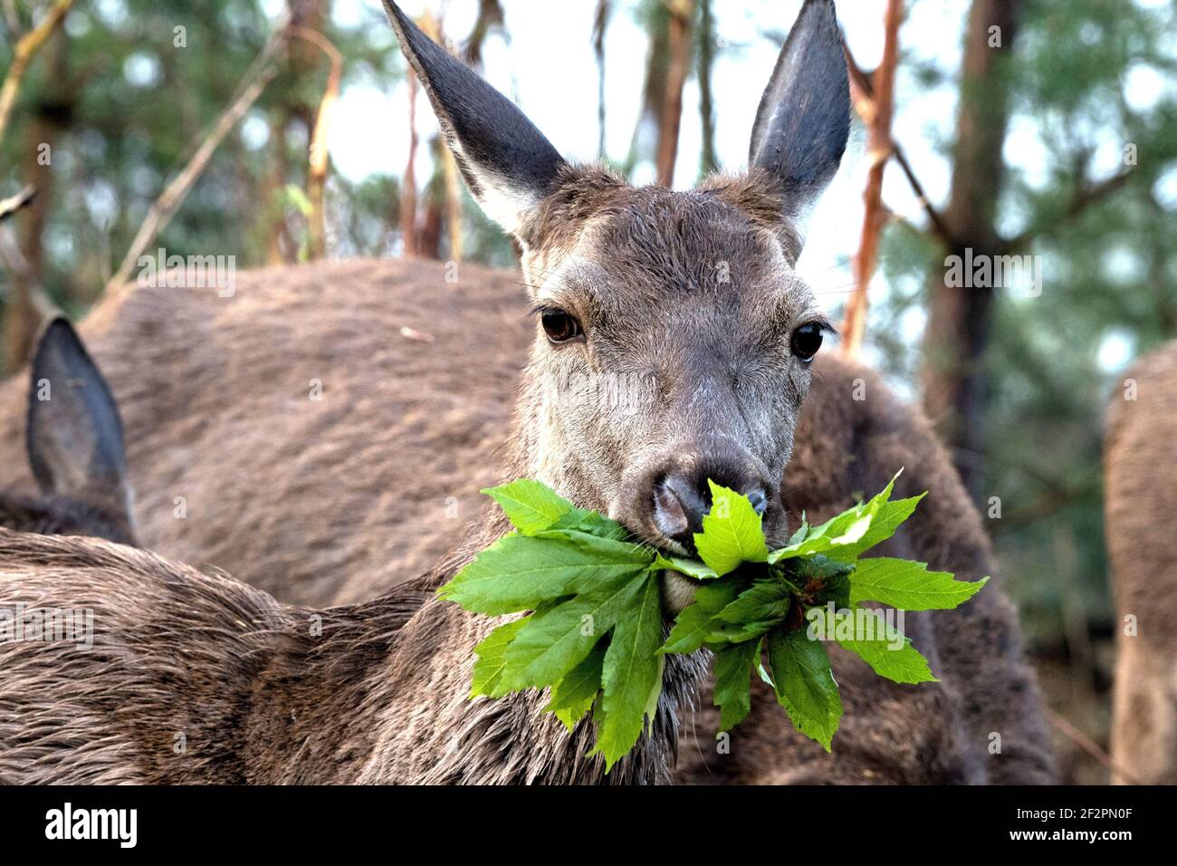Deer in spring Stock Photo - Alamy