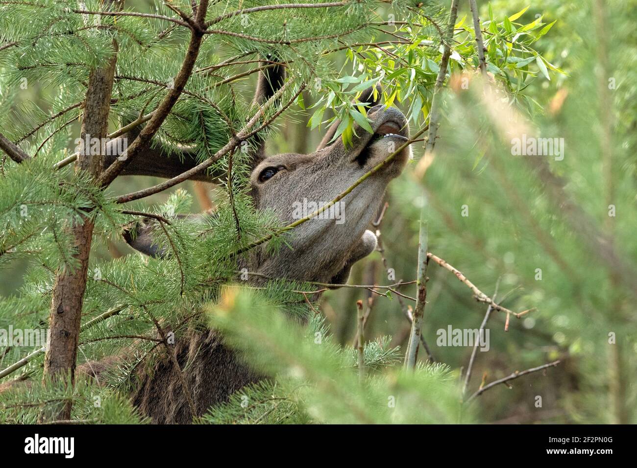 Deer in spring Stock Photo - Alamy