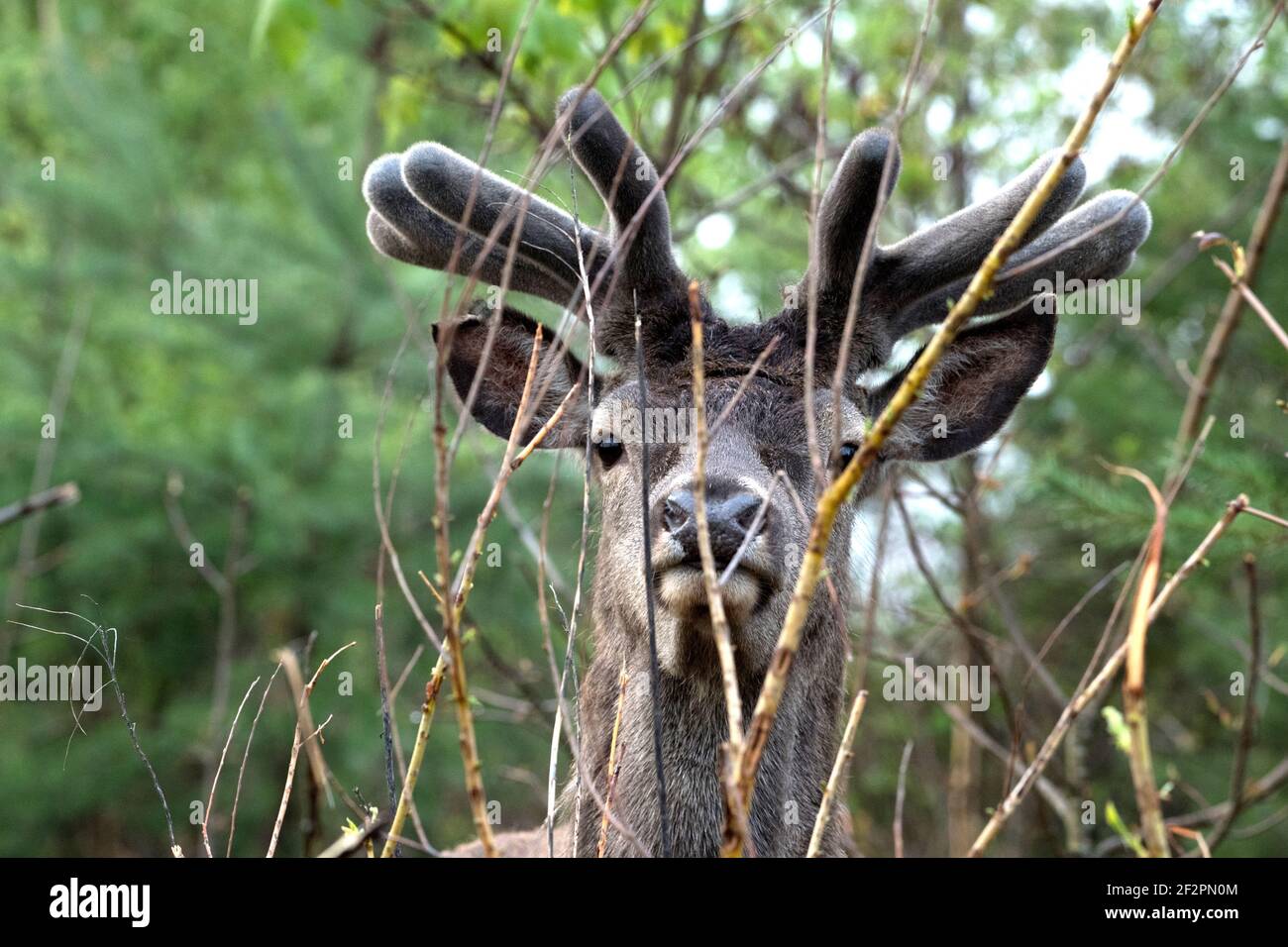 Deer in spring Stock Photo - Alamy