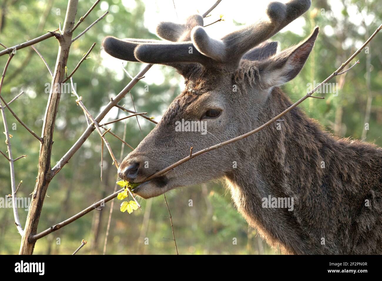 Deer in spring Stock Photo - Alamy