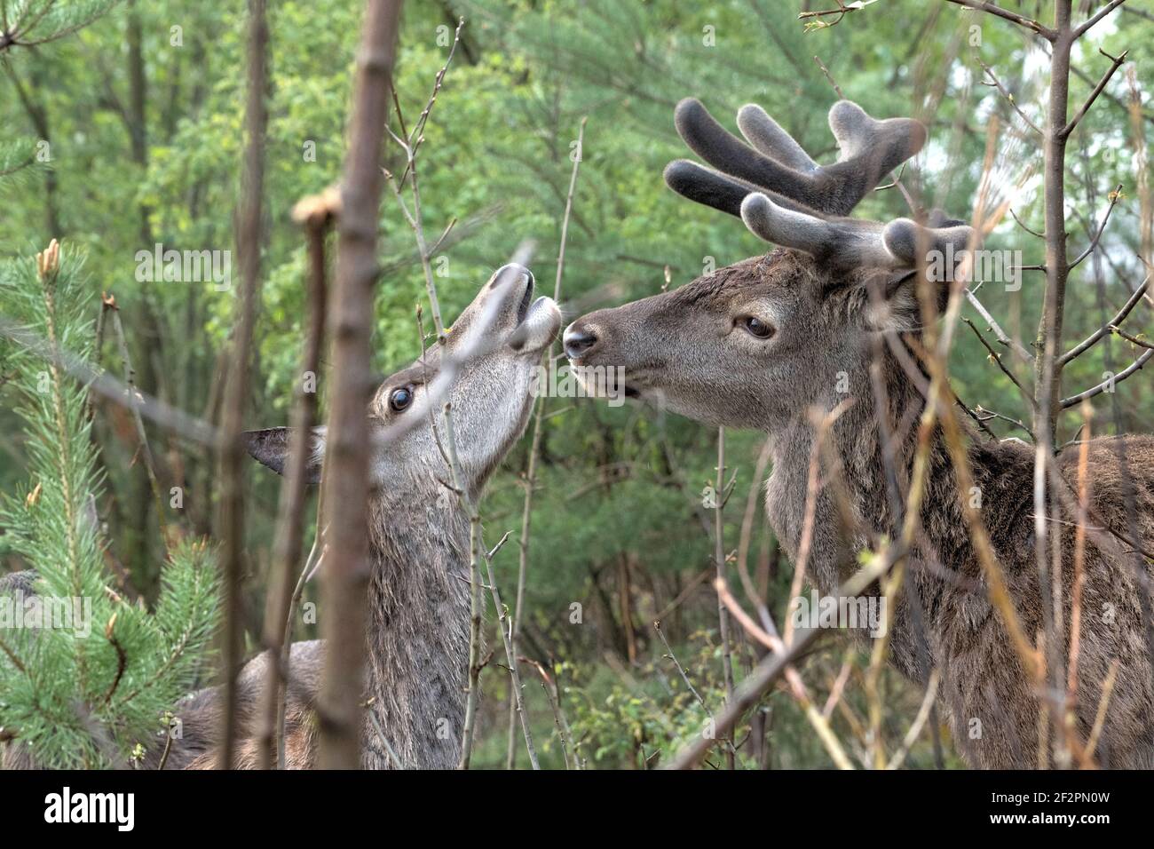 Deer in spring Stock Photo - Alamy