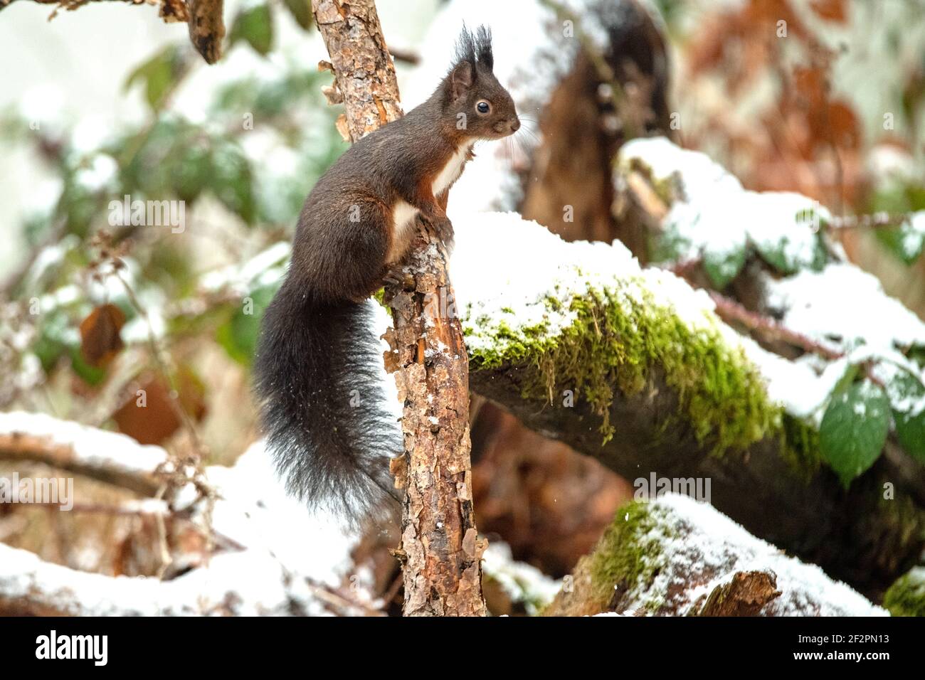 Alpine squirrel hi-res stock photography and images - Alamy