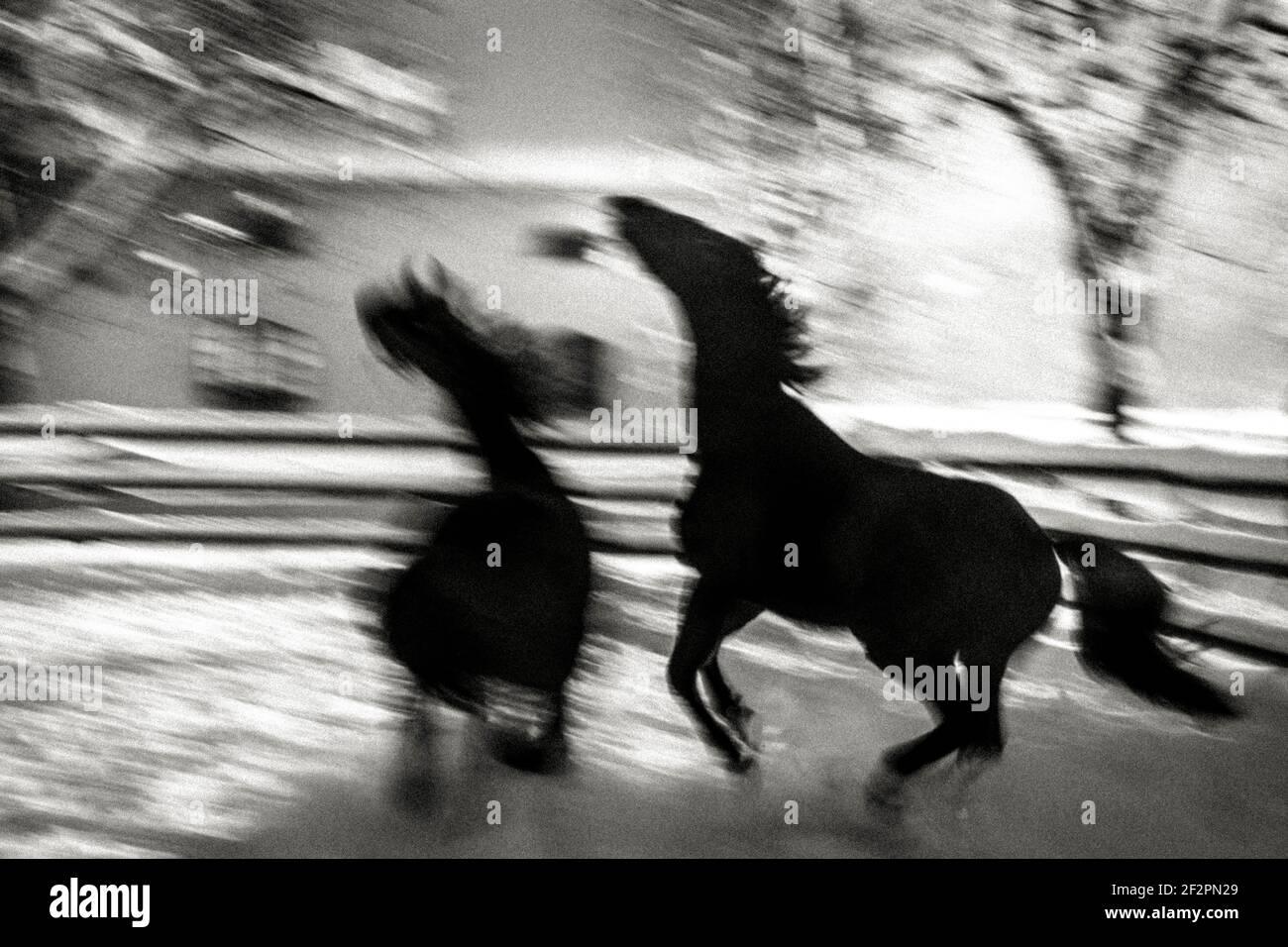 Motion blur animals hi-res stock photography and images - Alamy