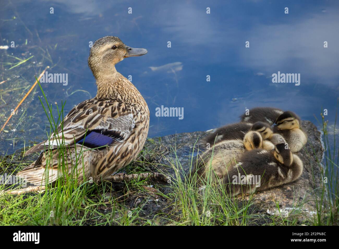 Ducklings follow mother duck water hi-res stock photography and images ...