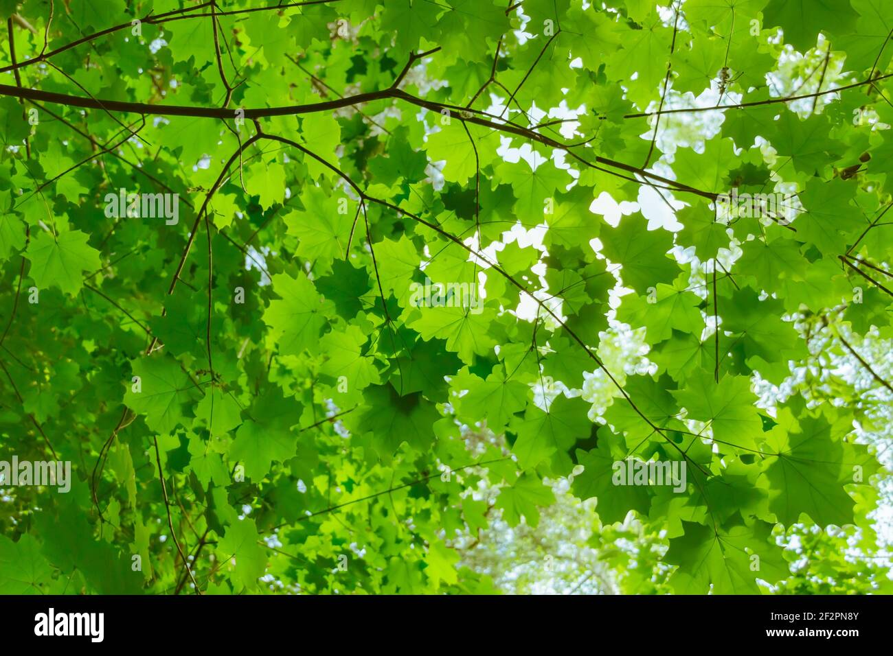 Spring deciduous forest bottom view hi-res stock photography and images ...