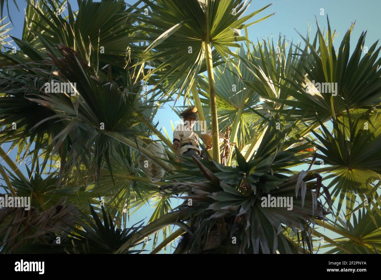Sugar Palm Tree Indonesia