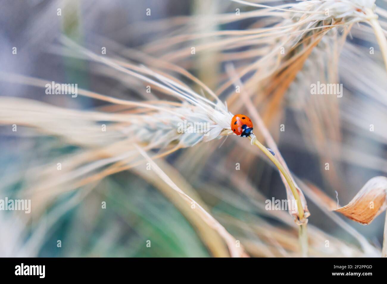 Green wheat field in countryside, close up. Field of wheat blowing in ...