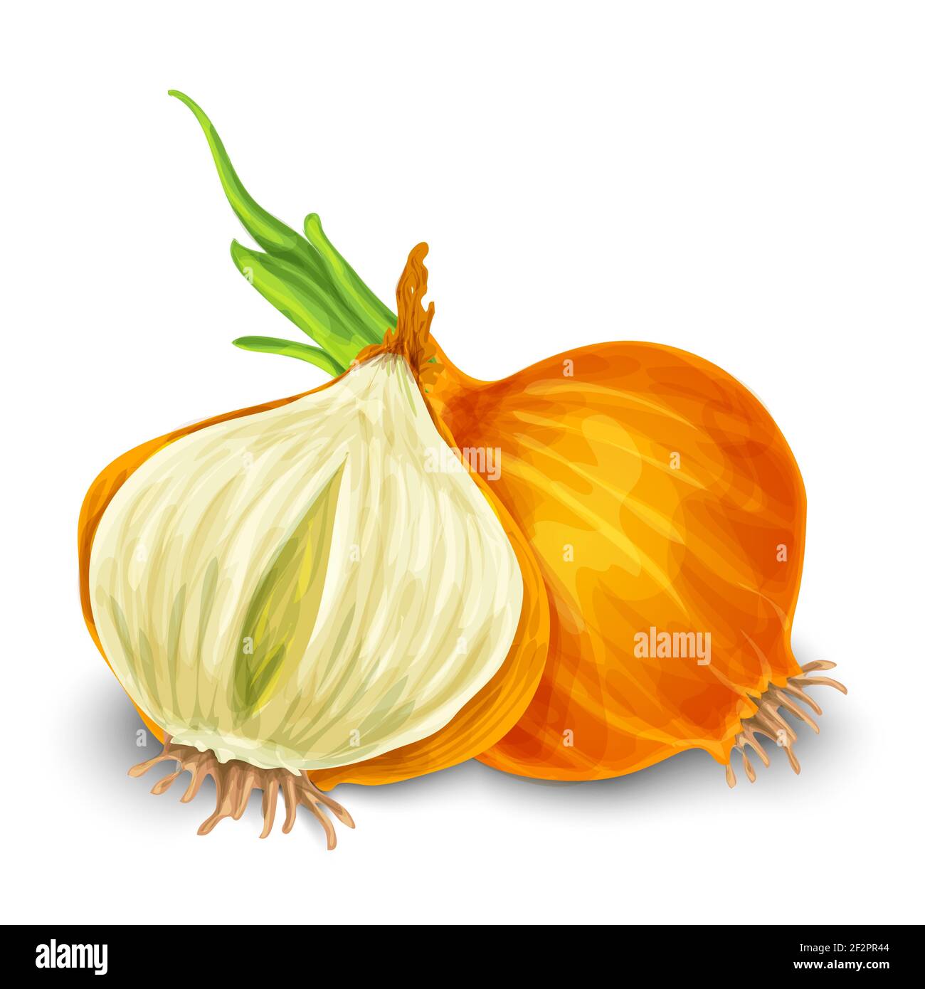 Vegetable organic food onion cut isolated on white background vector ...