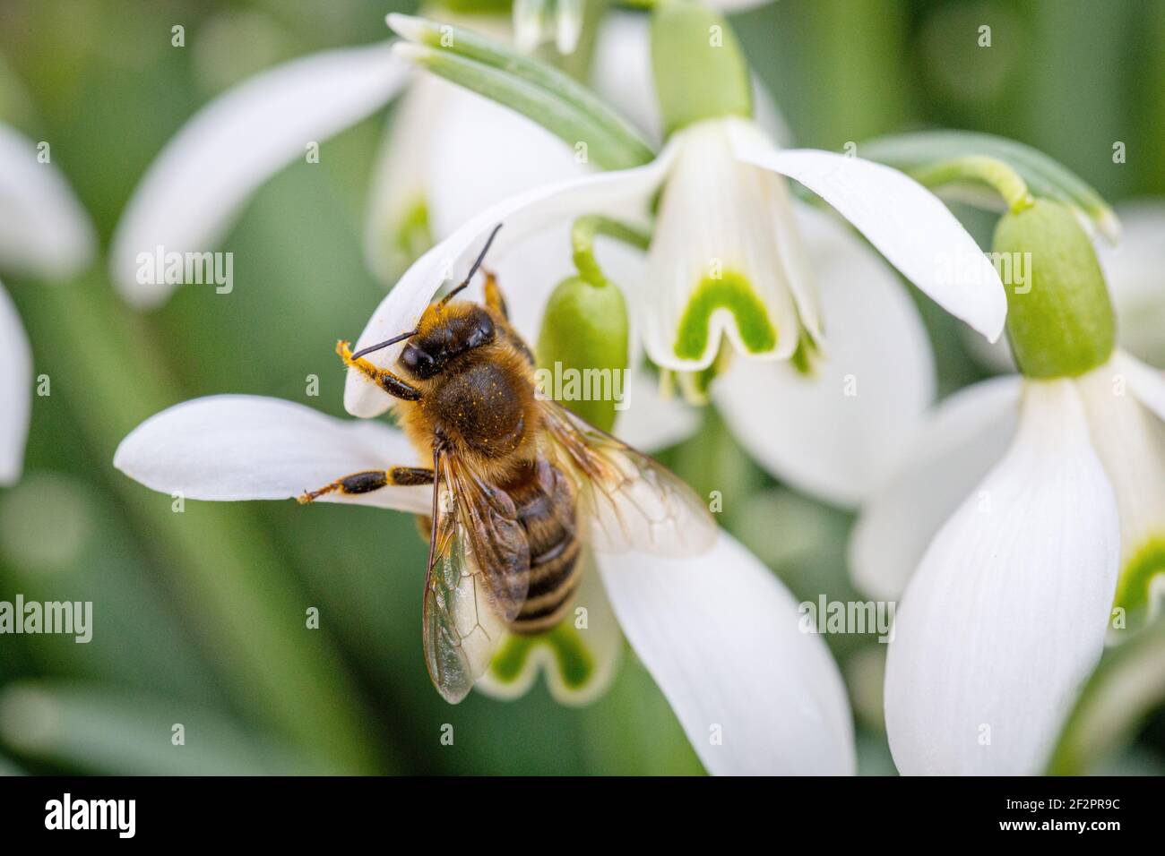 Pollens on flower hi-res stock photography and images - Alamy