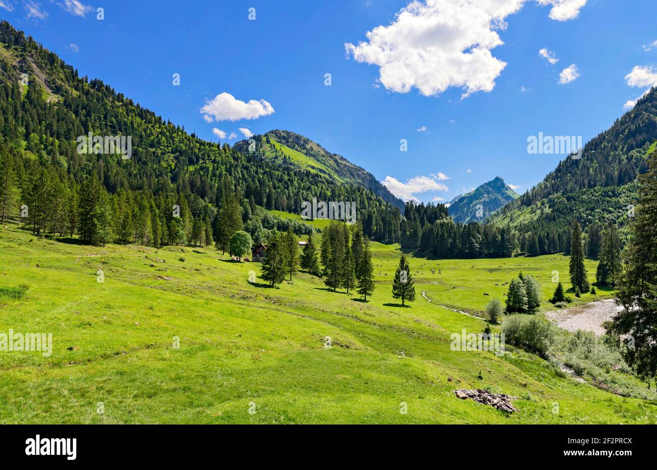 Alpine mountain landscape with green meadows and forest on a sunny ...