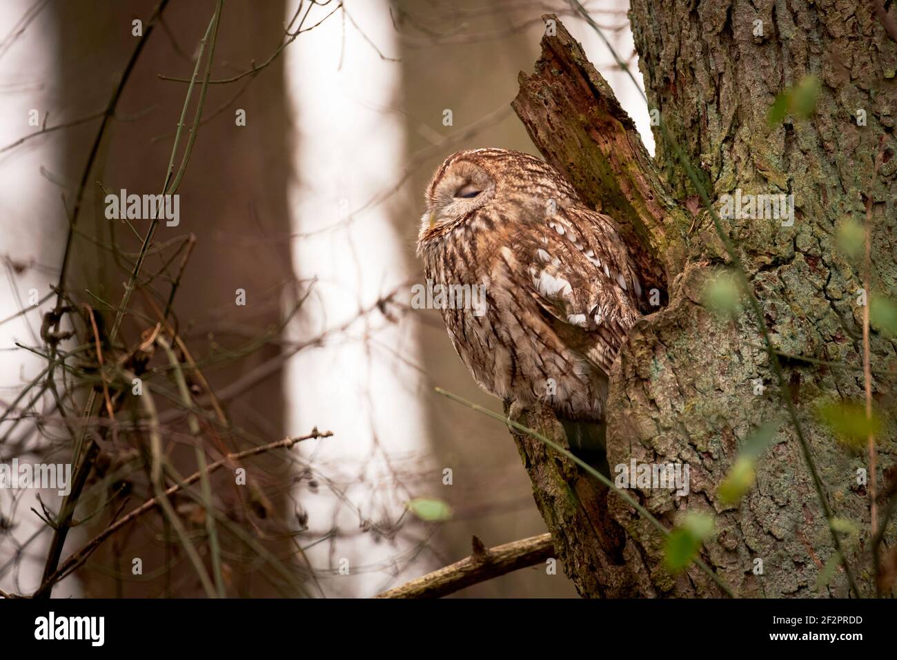 Tawny owl, owl, Strix aluco Stock Photo - Alamy