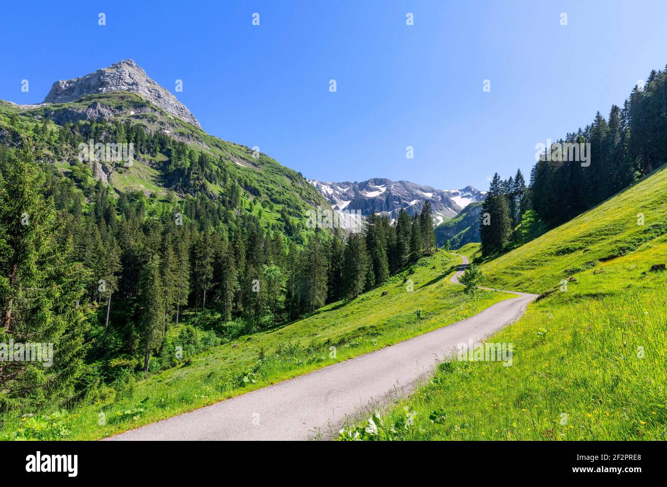 Alpine mountain landscape with green meadows and forest on a sunny ...