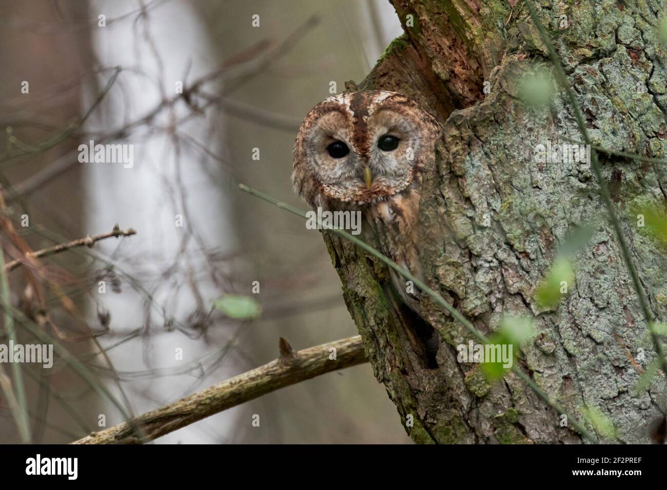 Tawny owl, owl, Strix aluco Stock Photo - Alamy