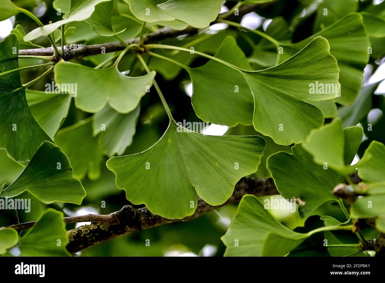 Leaves of the medicinal plant Ginkgo on a Ginkgo tree in summer, Ginkgo ...