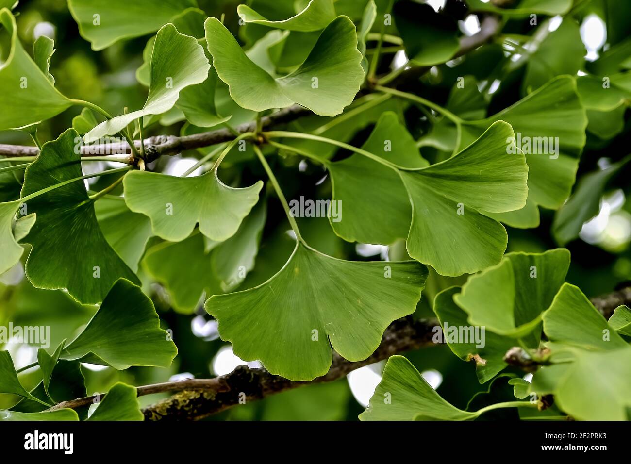 Leaves of the medicinal plant Ginkgo on a Ginkgo tree in summer, Ginkgo ...