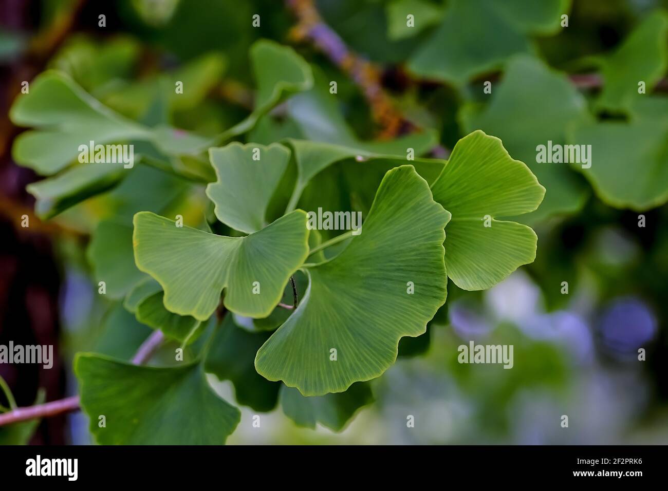 Leaves of the medicinal plant Ginkgo on a Ginkgo tree in summer, Ginkgo ...