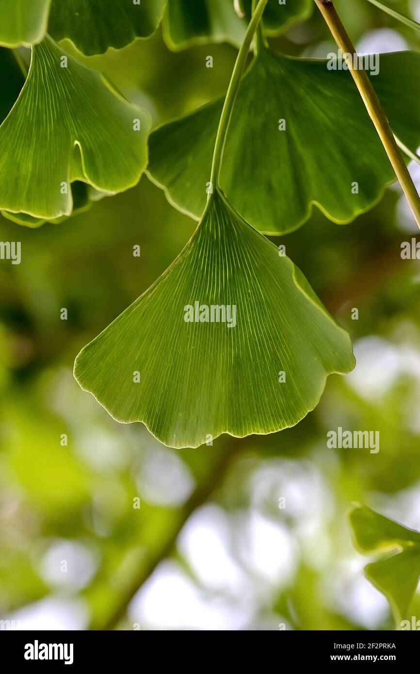 Leaves of the medicinal plant Ginkgo on a Ginkgo tree in summer, Ginkgo ...