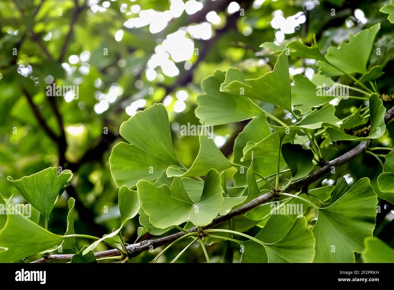 Leaves of the medicinal plant Ginkgo on a Ginkgo tree in summer, Ginkgo ...