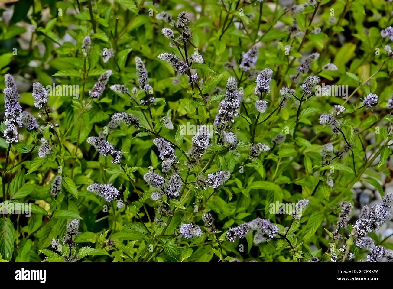 Leaves and flowers of the true peppermint, Mentha piperita, in summer ...