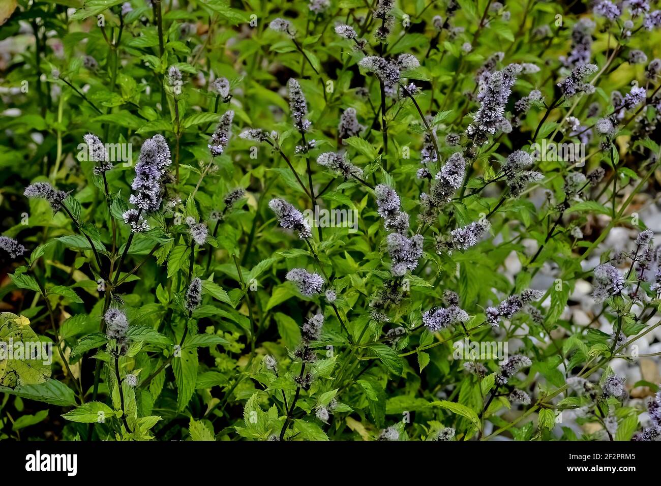 Leaves and flowers of the true peppermint, Mentha piperita, in summer ...