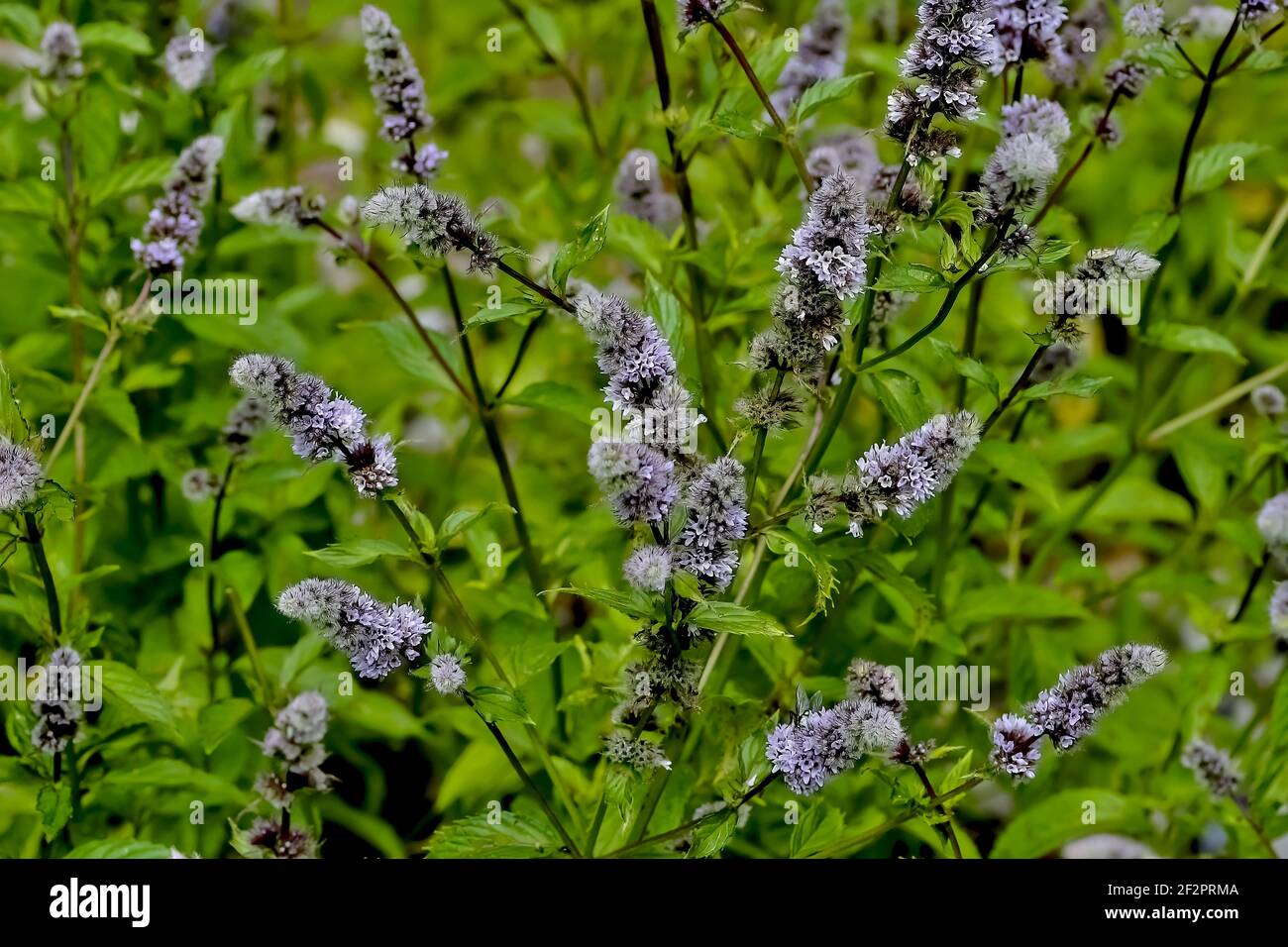 Leaves and flowers of the true peppermint, Mentha piperita, in summer ...