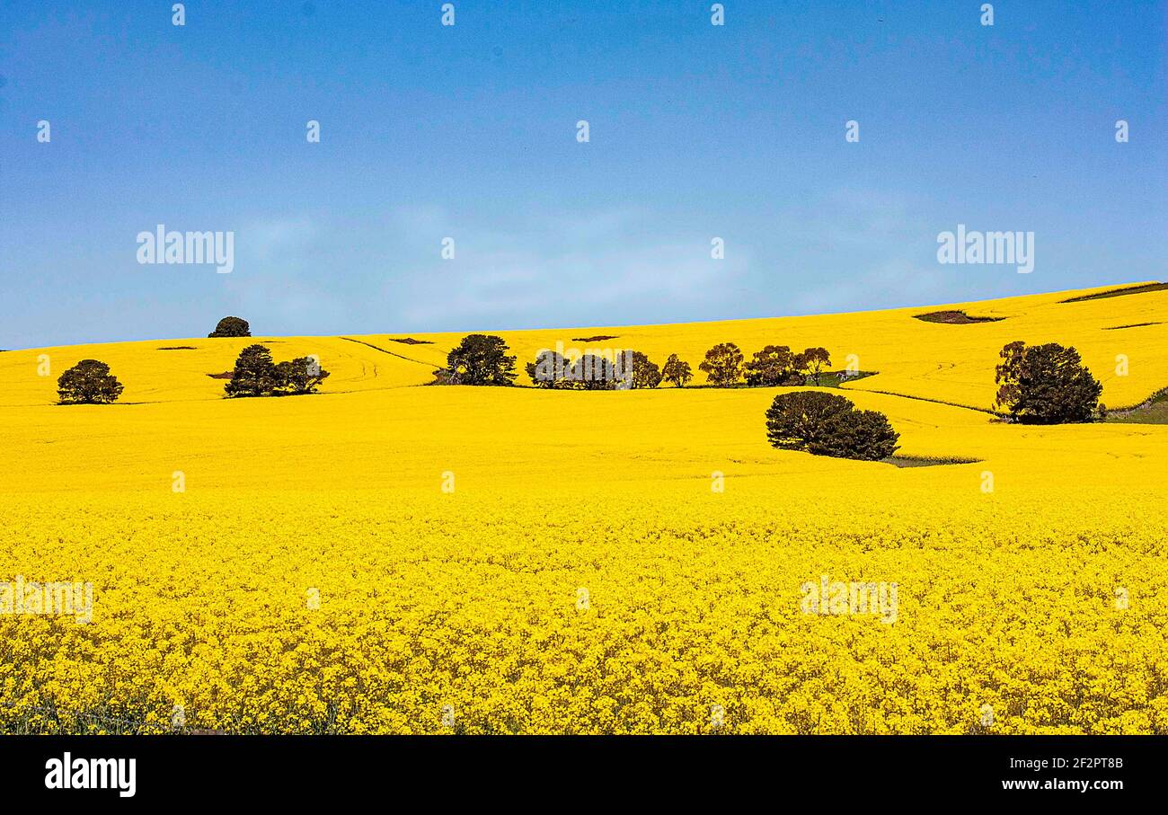 Australian canola hi-res stock photography and images - Alamy