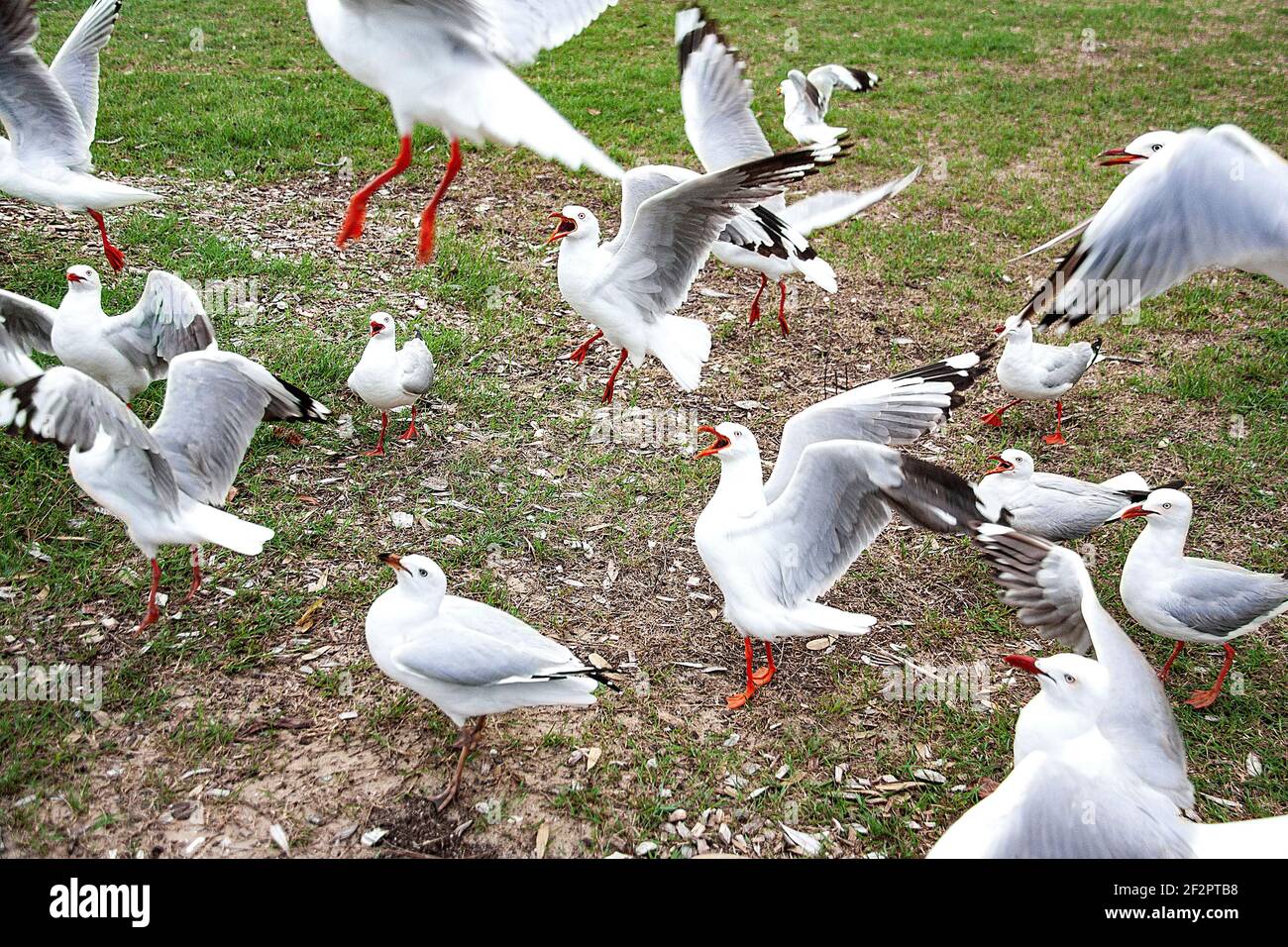 Coastal gulls australian gulls hi-res stock photography and images - Alamy